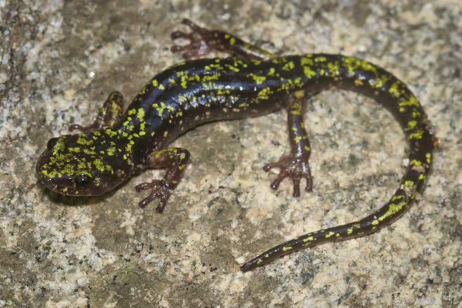Animals in the Aftermath: North Carolina’s Hickory Nut Gorge Green Salamander After Helene ...